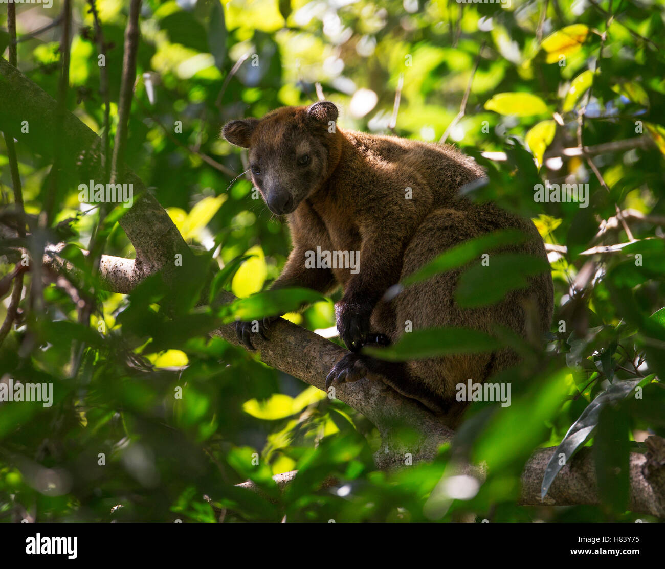Bennett's Tree-kangaroo (Dendrolagus bennettianus), Queensland ...