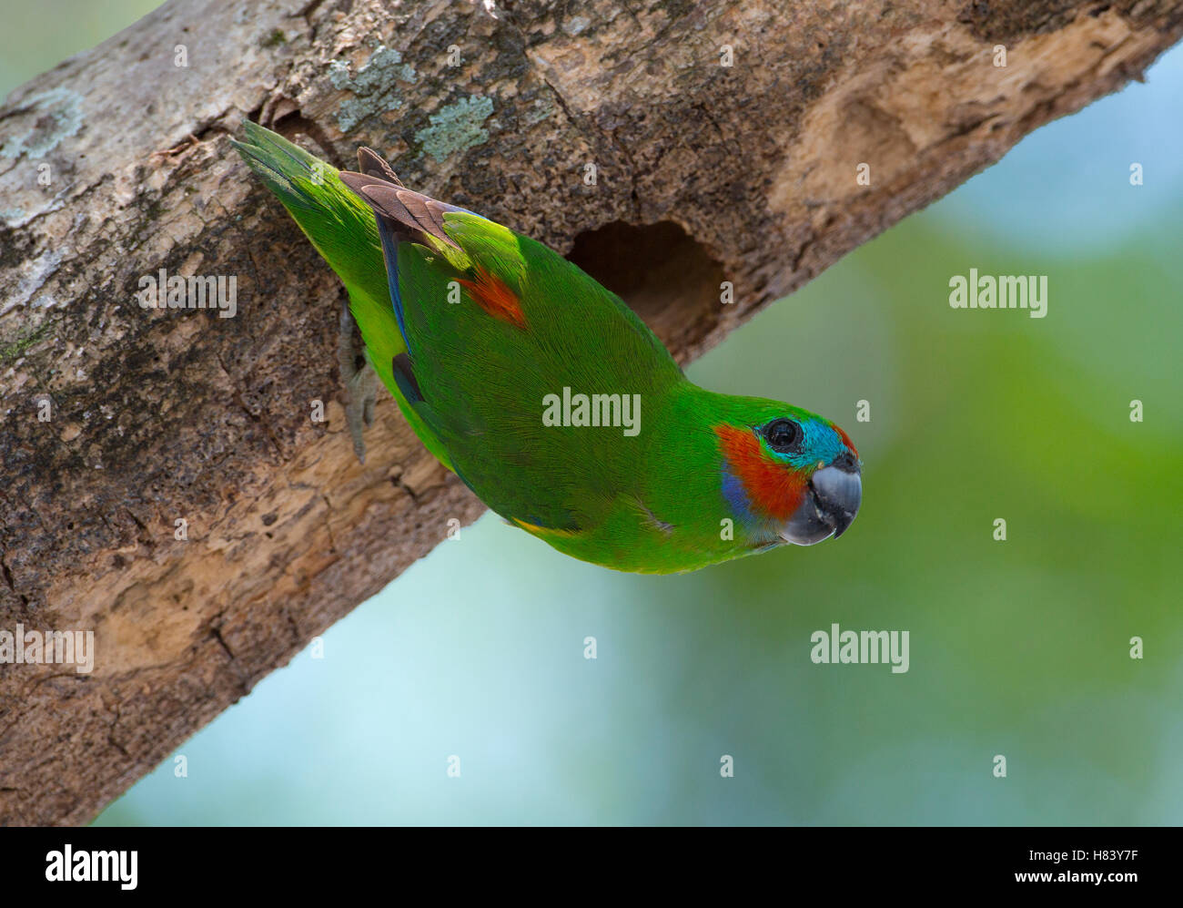 Double-eyed Fig-Parrot (Cyclopsitta diophthalma) at its nest in a hollowed out branch, Port ...