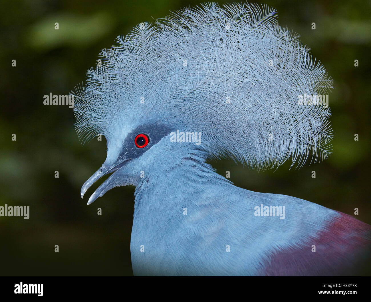 Western Crowned-Pigeon (Goura cristata), Jurong Bird Park, Singapore ...