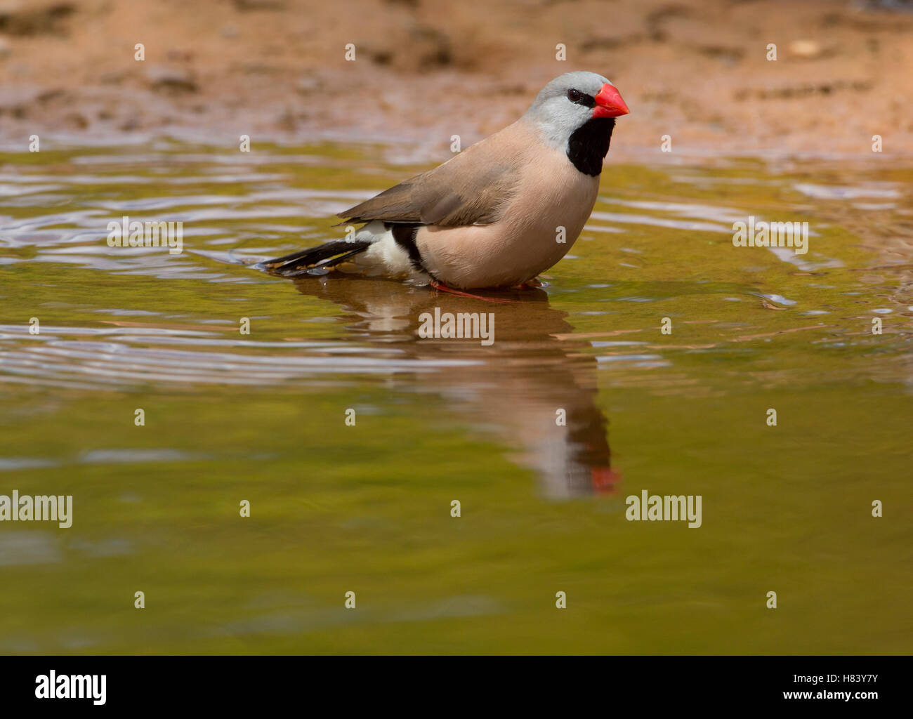 Long-tailed Finch (Poephila acuticauda) bathing in a pool, Gregory ...