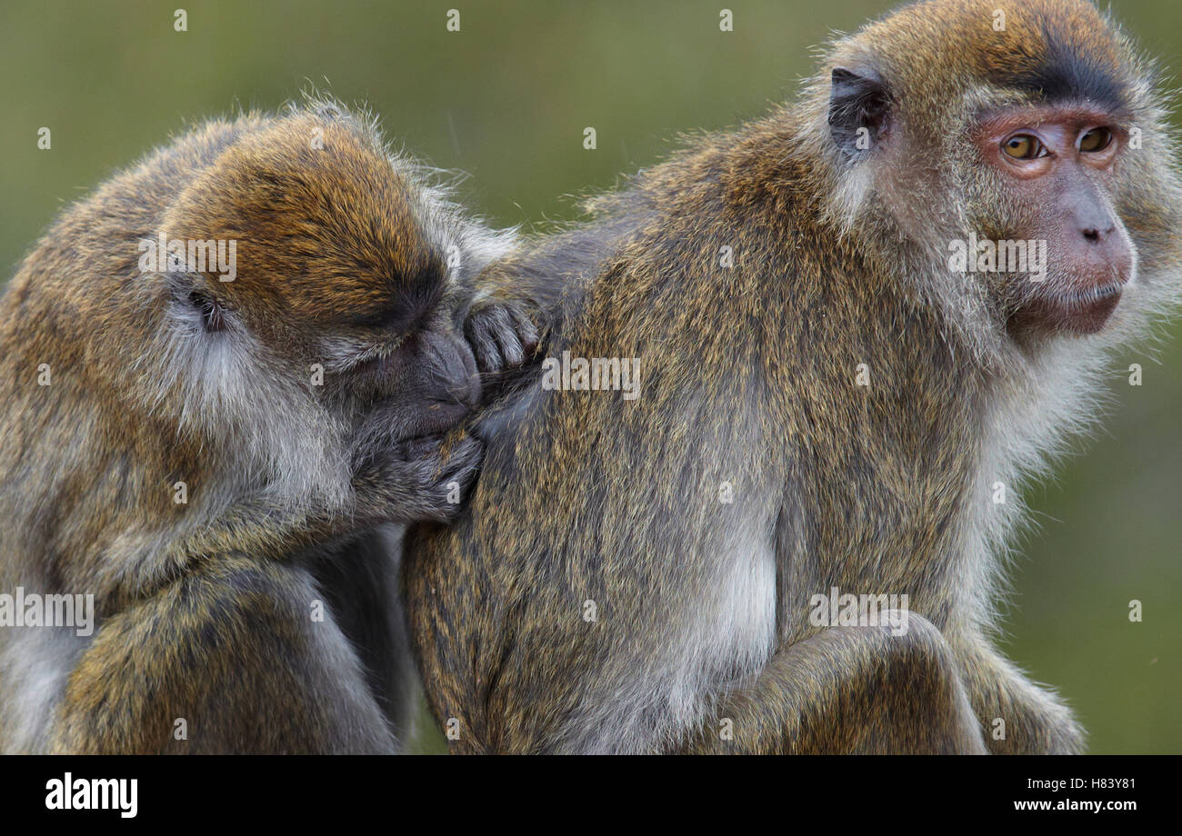 Long-tailed Macaque (Macaca fascicularis) female grooming male, Sabah ...