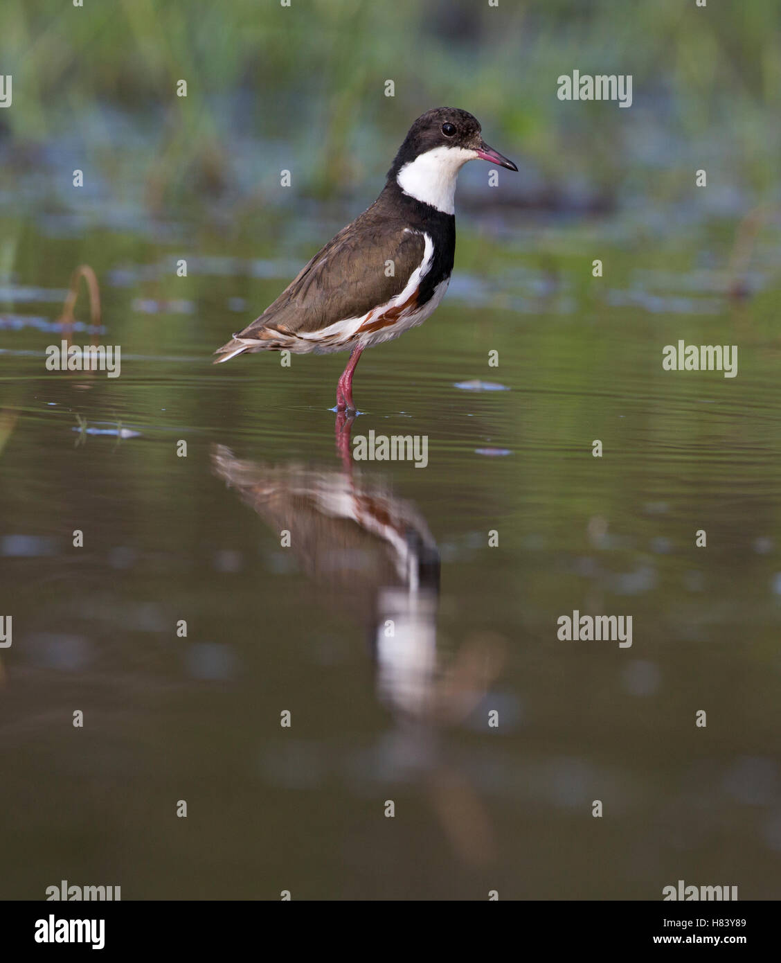 Red-kneed Dotterel (Erythrogonys cinctus) feeding at edge of a lake ...