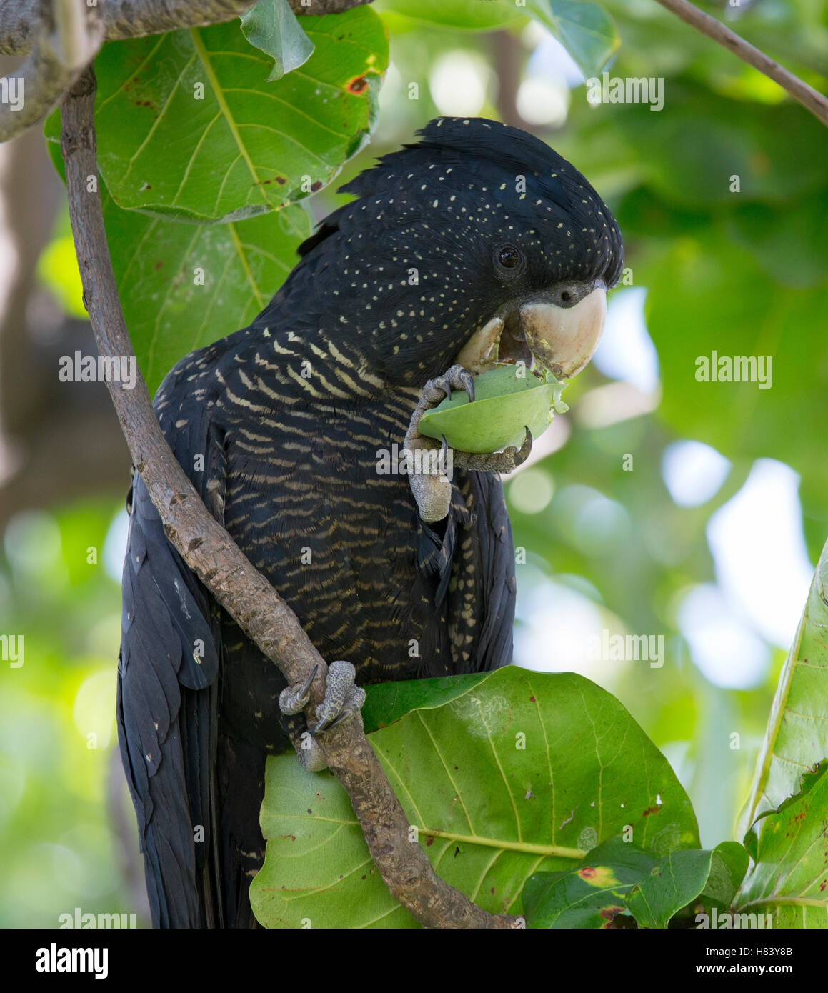 Red-tailed Black-Cockatoo (Calyptorhynchus banksii) feeding on Indian ...