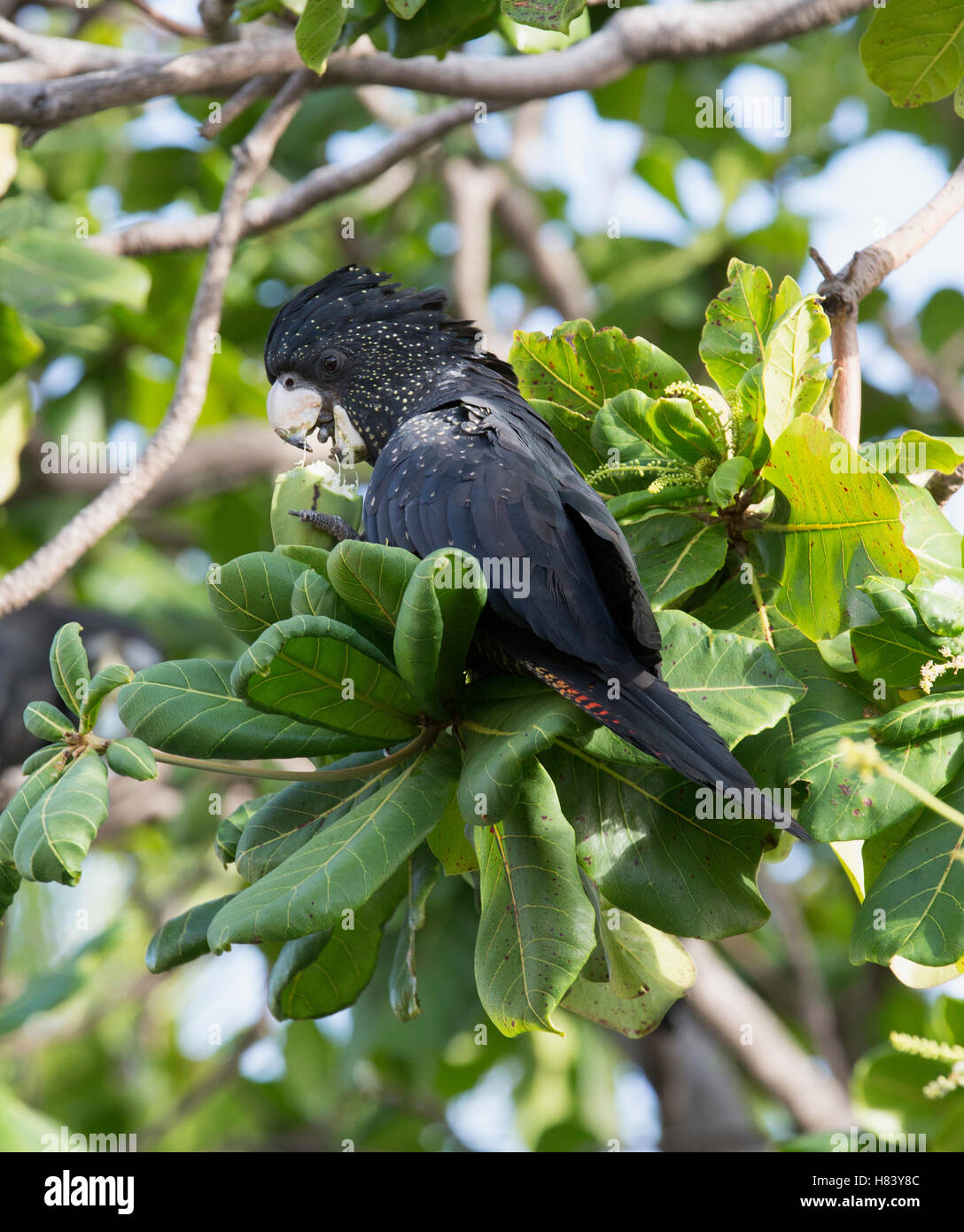 Red-tailed Black-Cockatoo (Calyptorhynchus banksii) female feeding on ...