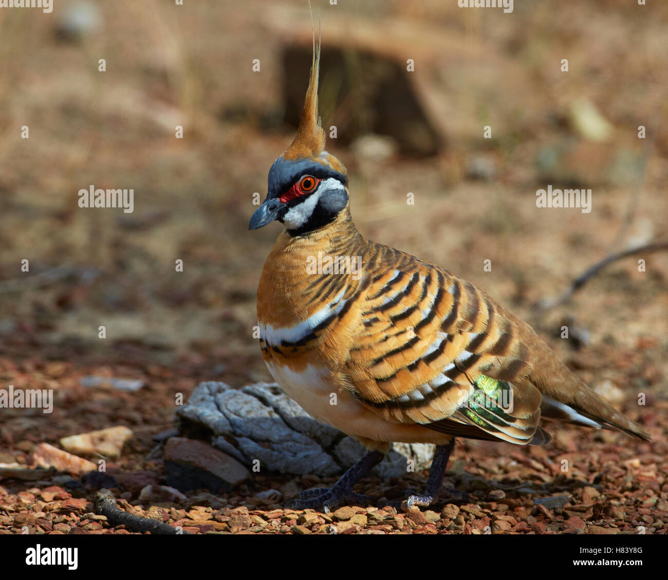 Spinifex Pigeon (Geophaps plumifera), Georgetown, Queensland, Australia ...