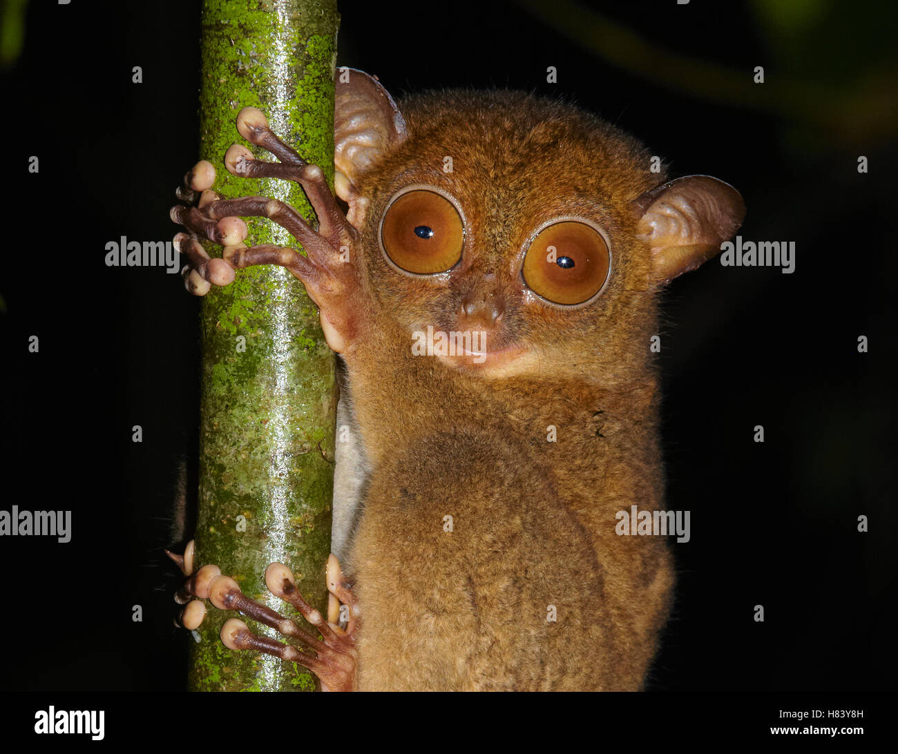 Western Tarsier (Tarsius bancanus) non-reflective eyes, Danum Valley ...