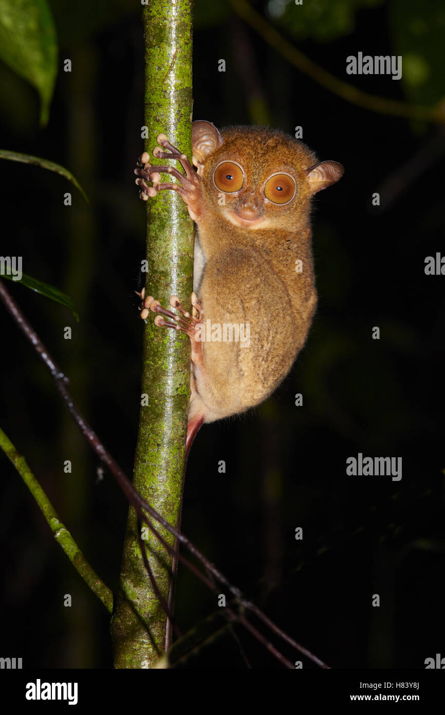 Western Tarsier (Tarsius bancanus) clinging to vertical stem with ...