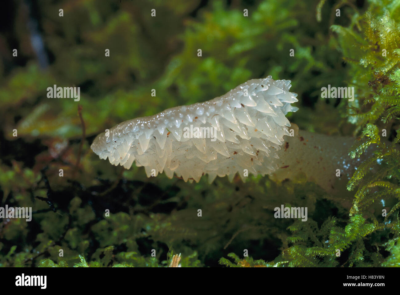Toothed Jelly Fungus (Pseudohydnum gelatinosum Stock Photo - Alamy