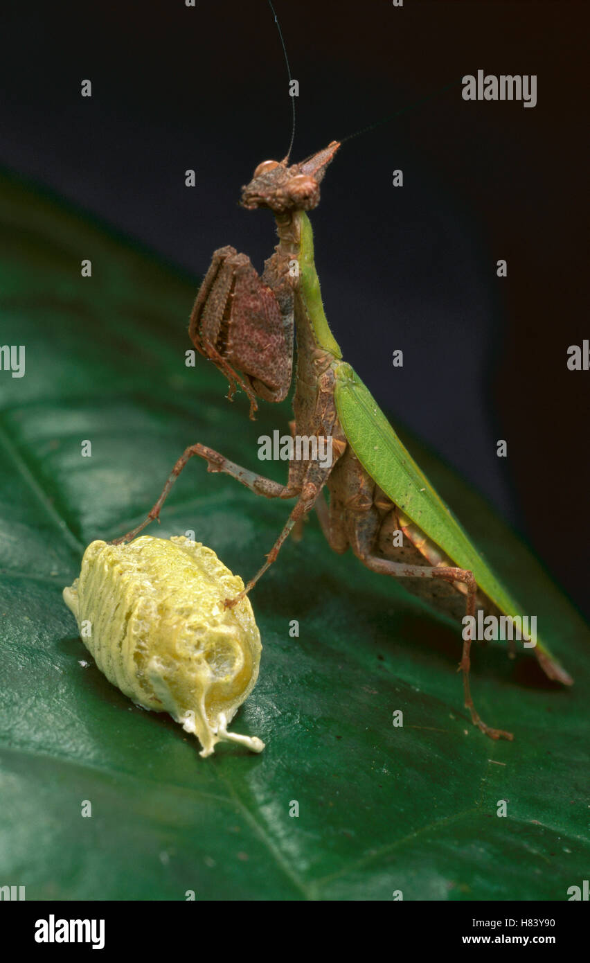 Female mantis guarding her egg case, Ivory Coast Stock Photo - Alamy