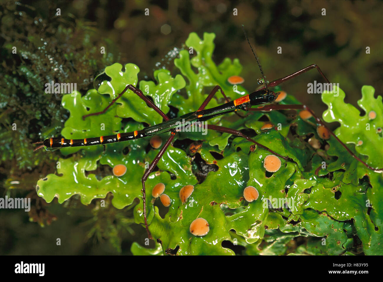 Stick insect on lichen Stock Photo - Alamy