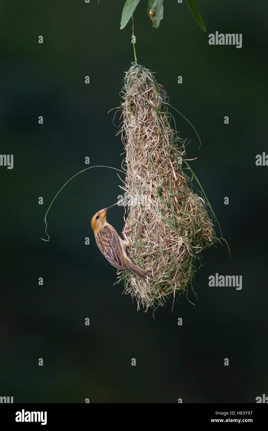 Baya Weaver (Ploceus philippinus) subadult bird weaving a nest, Singapore Stock Photo - Alamy