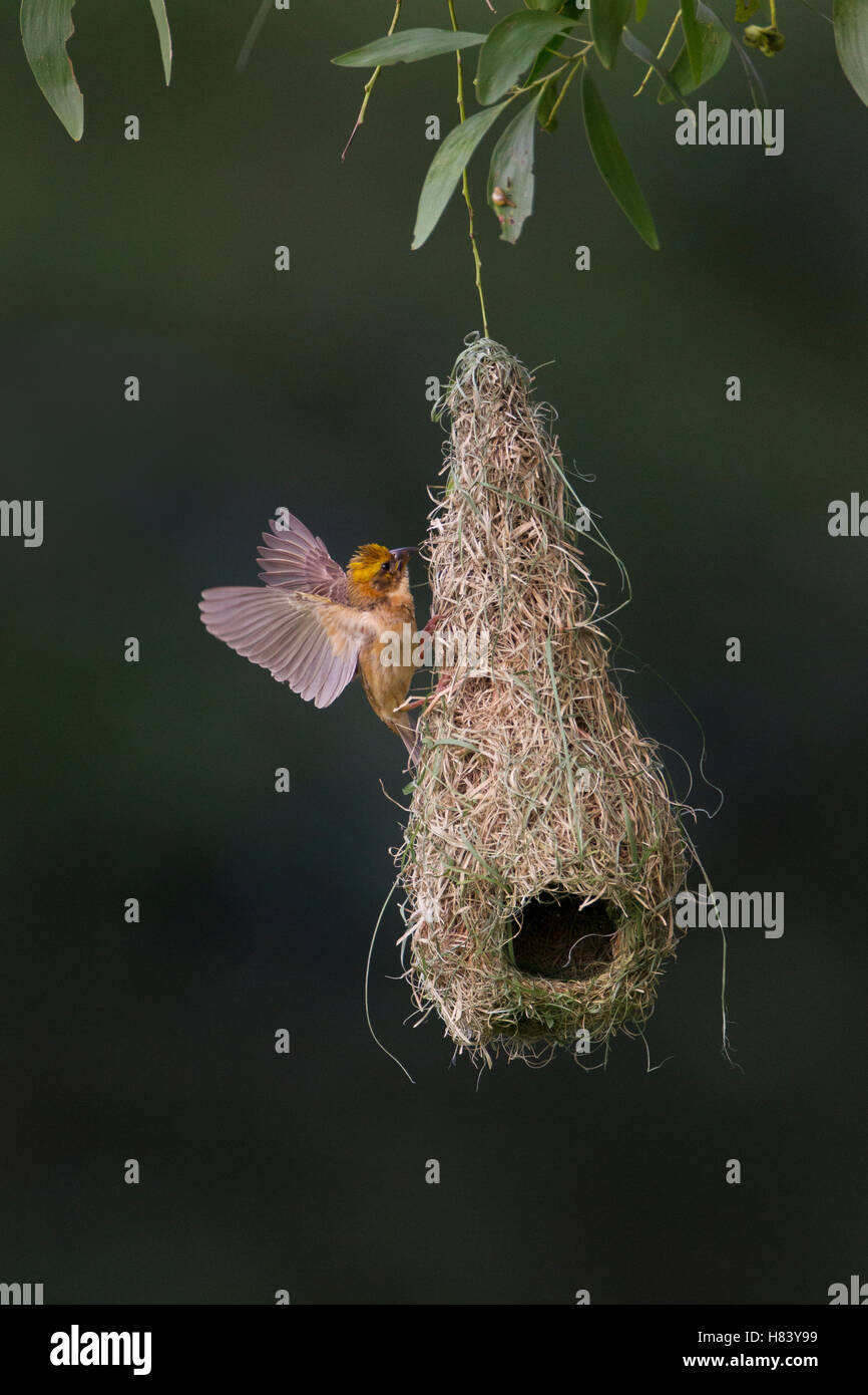 Baya Weaver (Ploceus philippinus) subadult bird exercising at nest ...