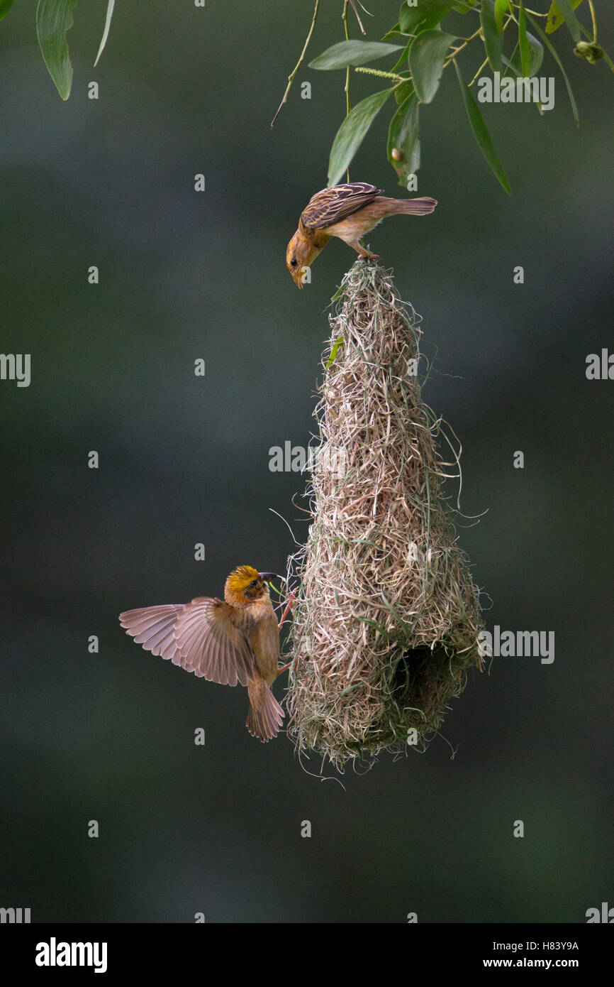 Baya Weaver (Ploceus philippinus) subadult birds building nest ...