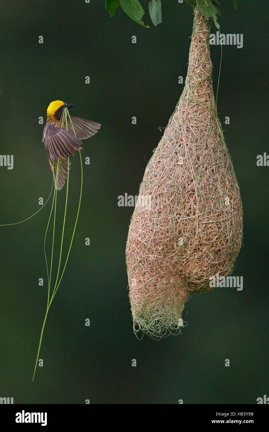 Baya Weaver (Ploceus philippinus) male with nest material Stock Photo - Alamy