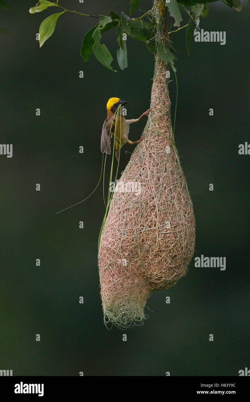 Baya Weaver (Ploceus philippinus) male with nest material Stock Photo - Alamy