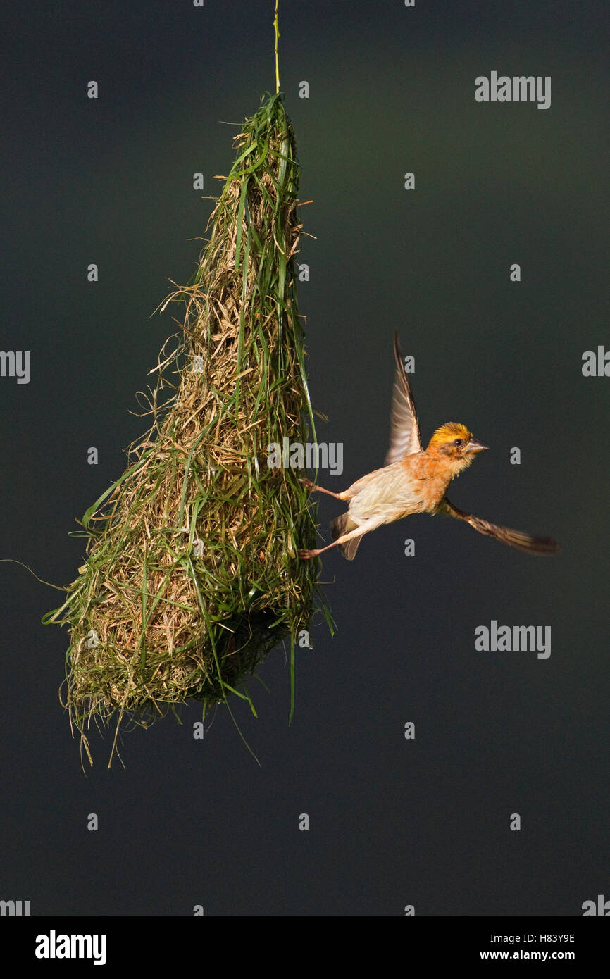 Baya Weaver (Ploceus philippinus) subadult bird leaving nest, Singapore ...