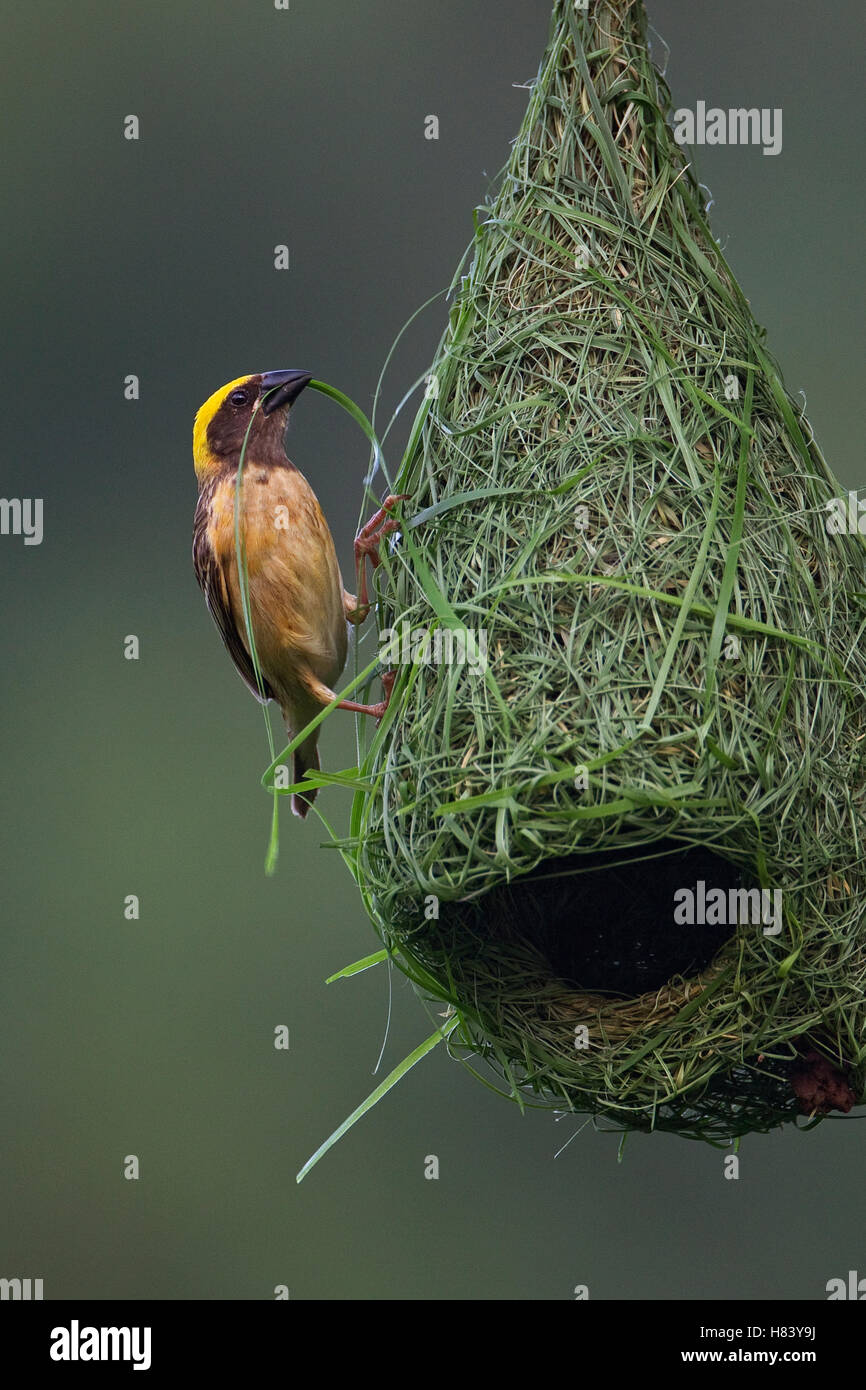 Baya Weaver (Ploceus philippinus) male building nest, Singapore Stock Photo - Alamy