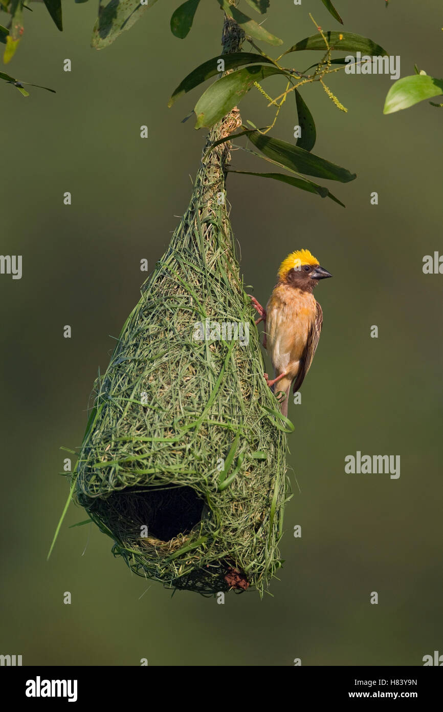 Baya Weaver (Ploceus philippinus) male on unfinished nest, Singapore Stock Photo - Alamy