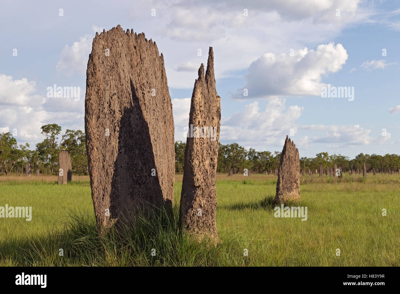 Magnetic Termite (Amitermes meridionalis) mounds in grassland ...