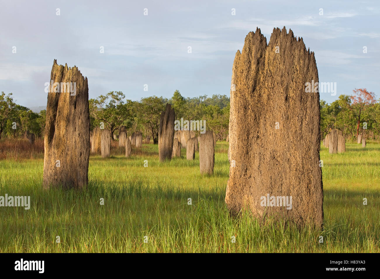 Magnetic Termite (Amitermes meridionalis) mounds in grassland ...