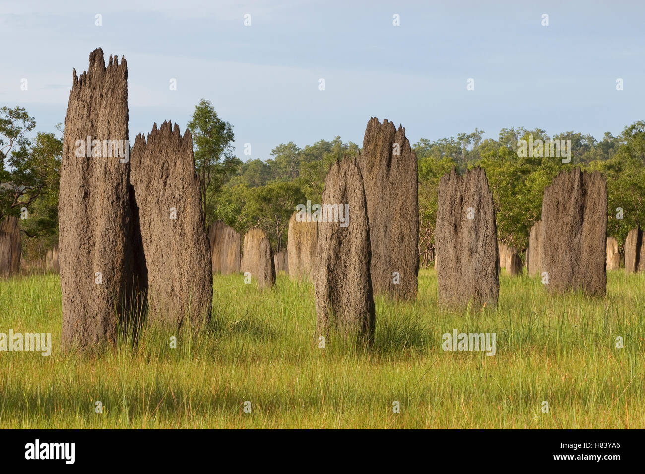 Magnetic Termite (Amitermes meridionalis) mounds in grassland ...