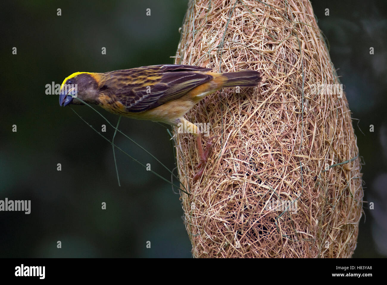 Baya Weaver (Ploceus philippinus) male building nest, Singapore Stock Photo - Alamy