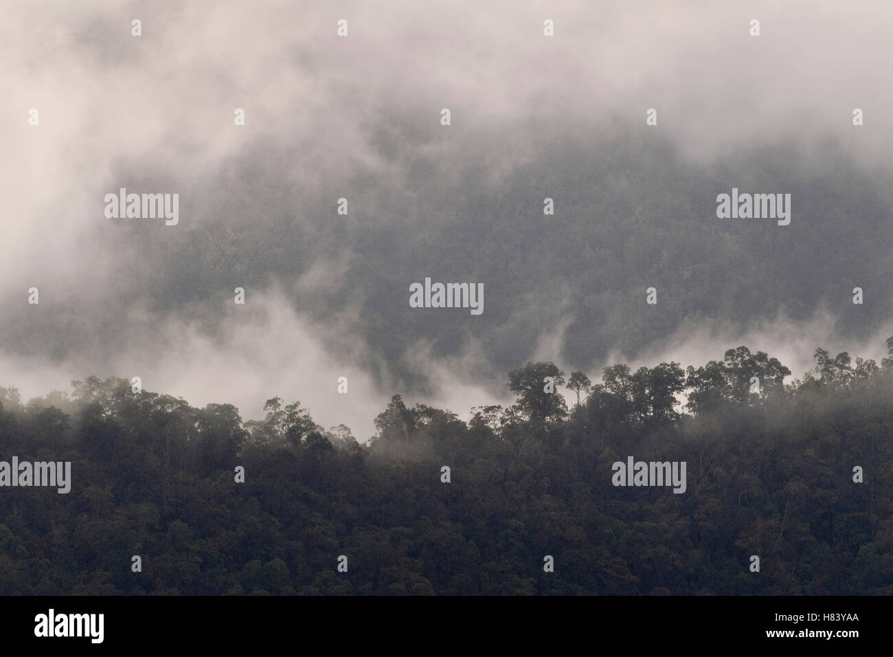 Primary rainforest, Arfak Mountains, Papua New Guinea, Indonesia Stock ...