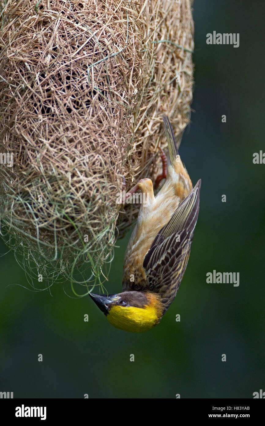 Baya Weaver (Ploceus philippinus) male building nest, Singapore Stock Photo - Alamy