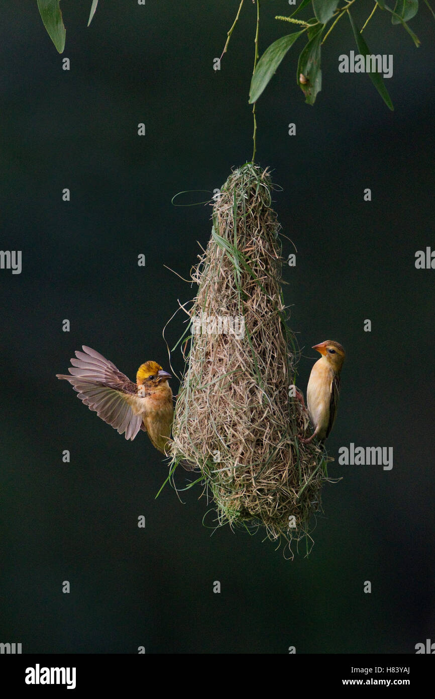 Baya Weaver (Ploceus philippinus) subadult birds exercising at nest ...