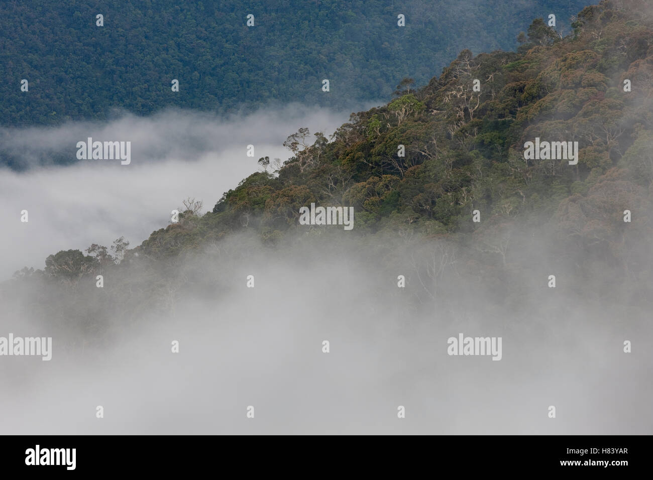 Primary rainforest, Arfak Mountains, Papua New Guinea, Indonesia Stock ...