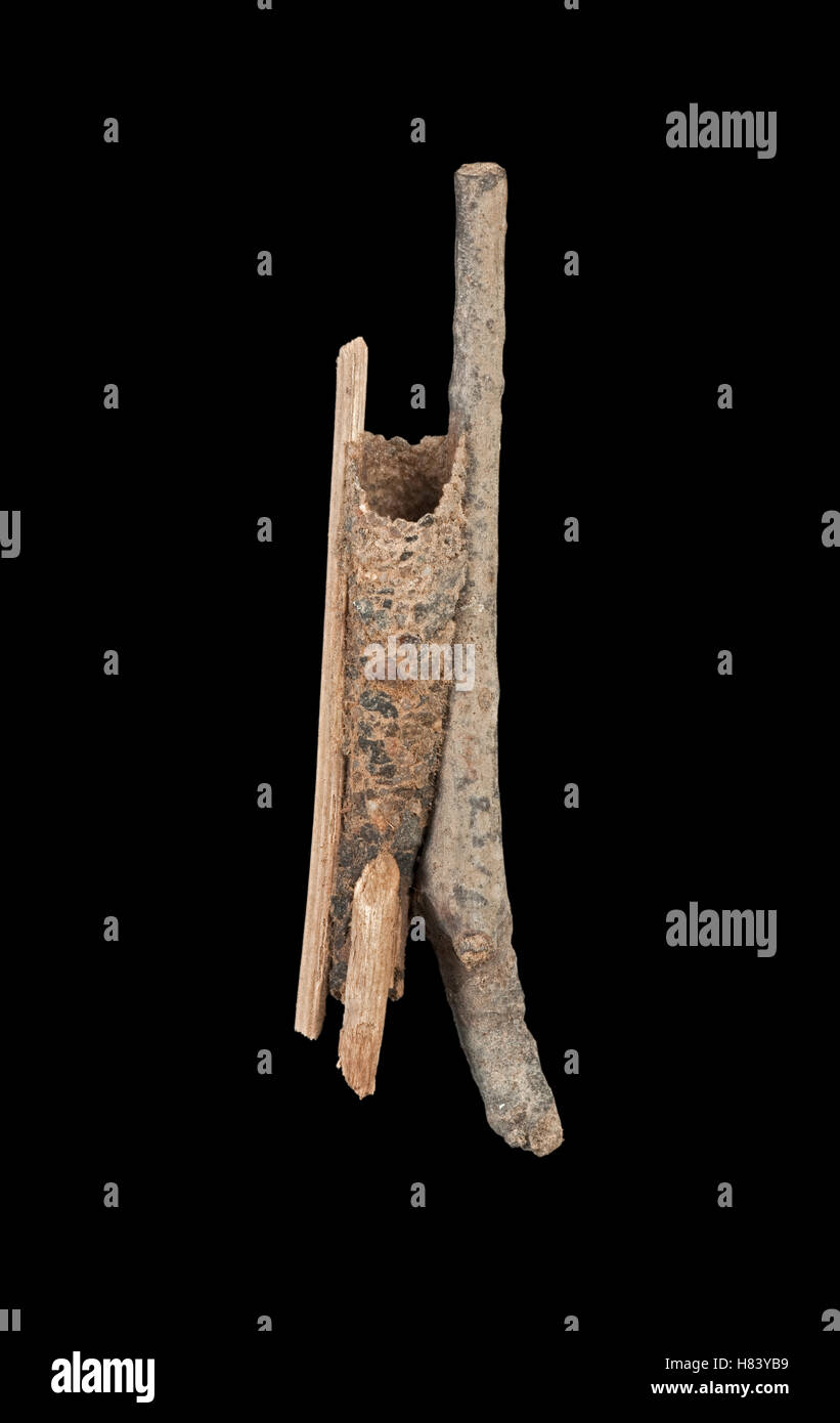 Caddis Fly (Limnephilidae) case built of rock fragments and sticks ...