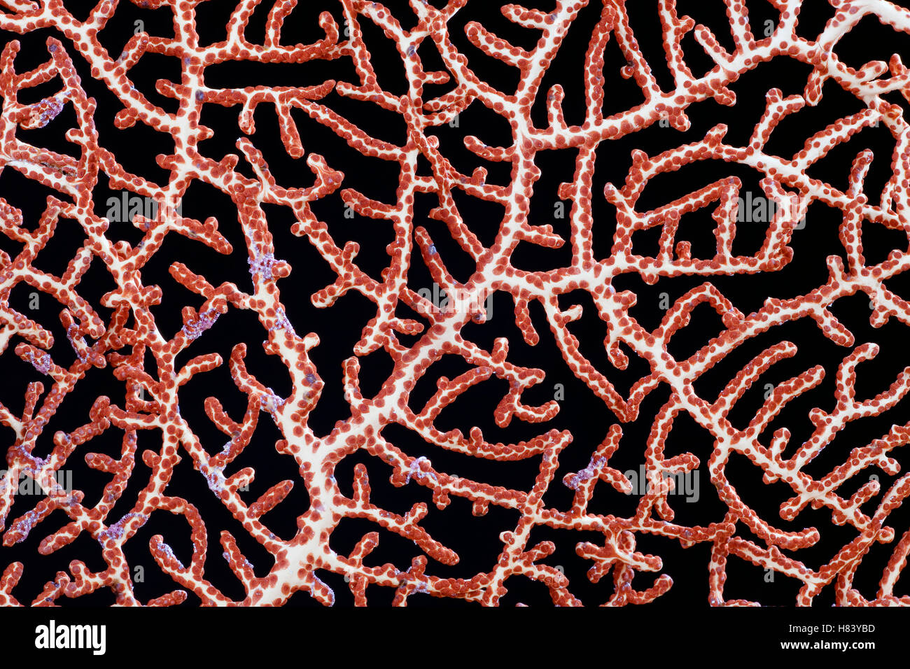 Coral (Verrucella sp) from the Chagos Archipelago, Senckenberg Museum ...