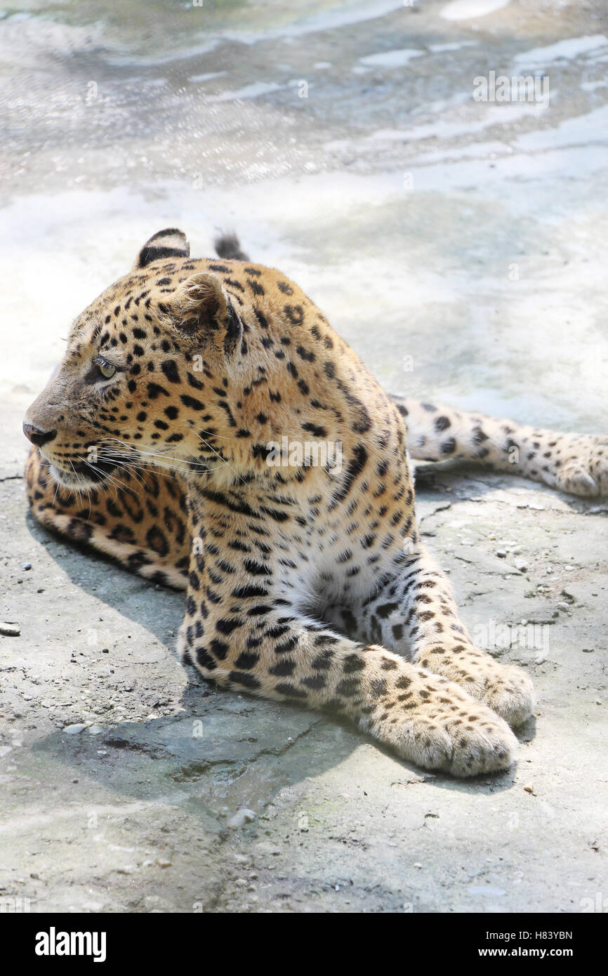 Portrait of a Panther. Close-up of face and torso of beautiful spotted ...