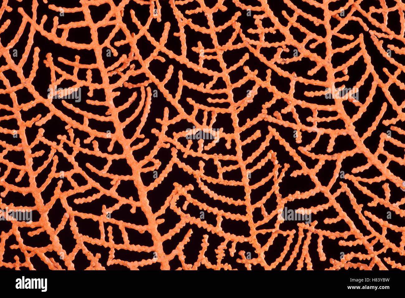 Coral (Verrucella sp), Senckenberg Museum, Frankfurt, Germany Stock ...