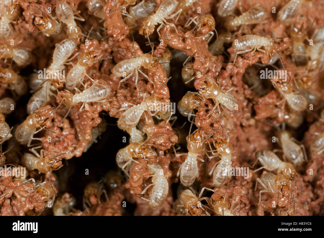 Termite (Macrotermes bellicosus) workers building nest, Africa Stock ...