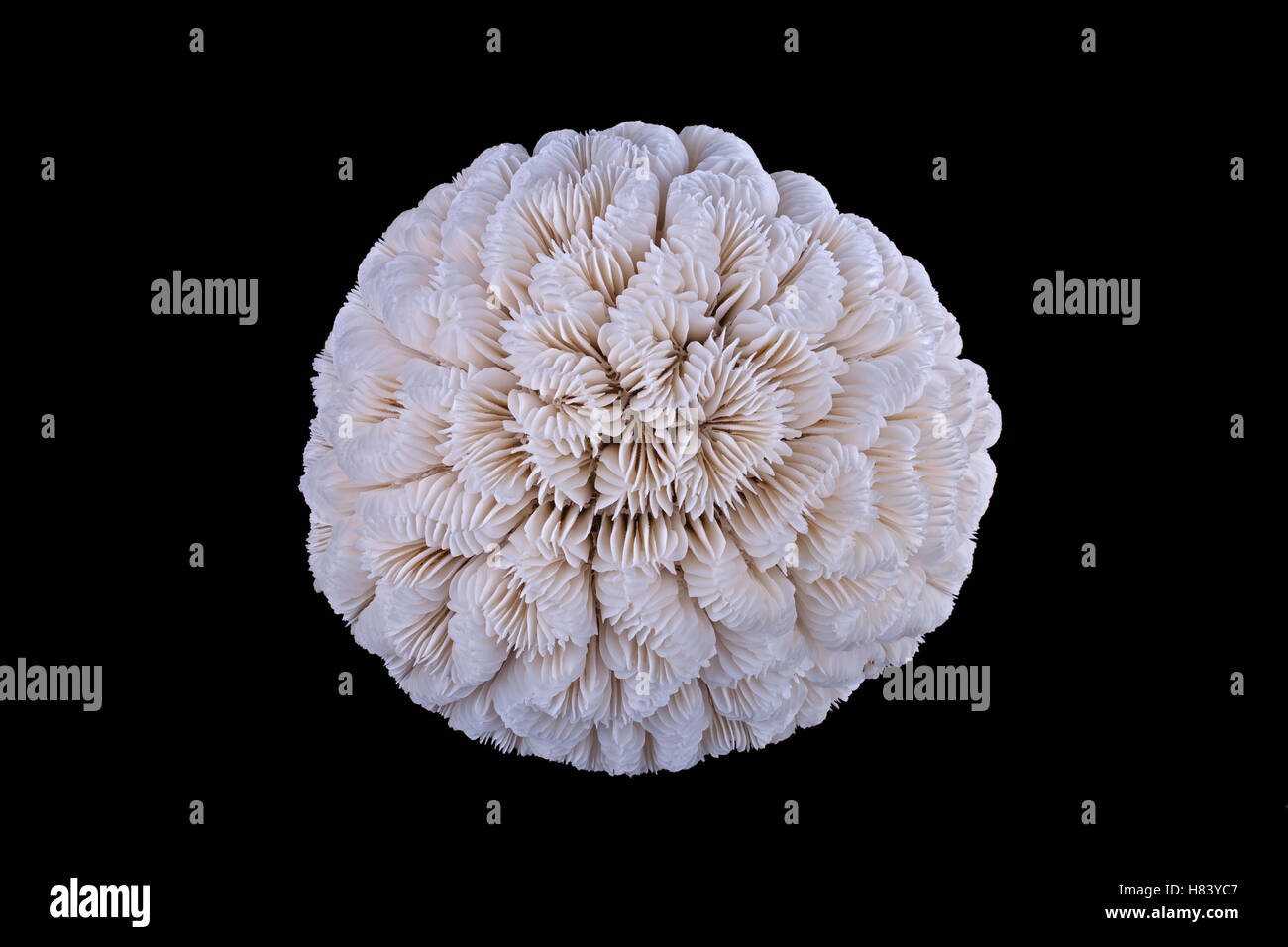 Maze Coral (Meandrina meandrites) from Colombia, Senckenberg Museum ...