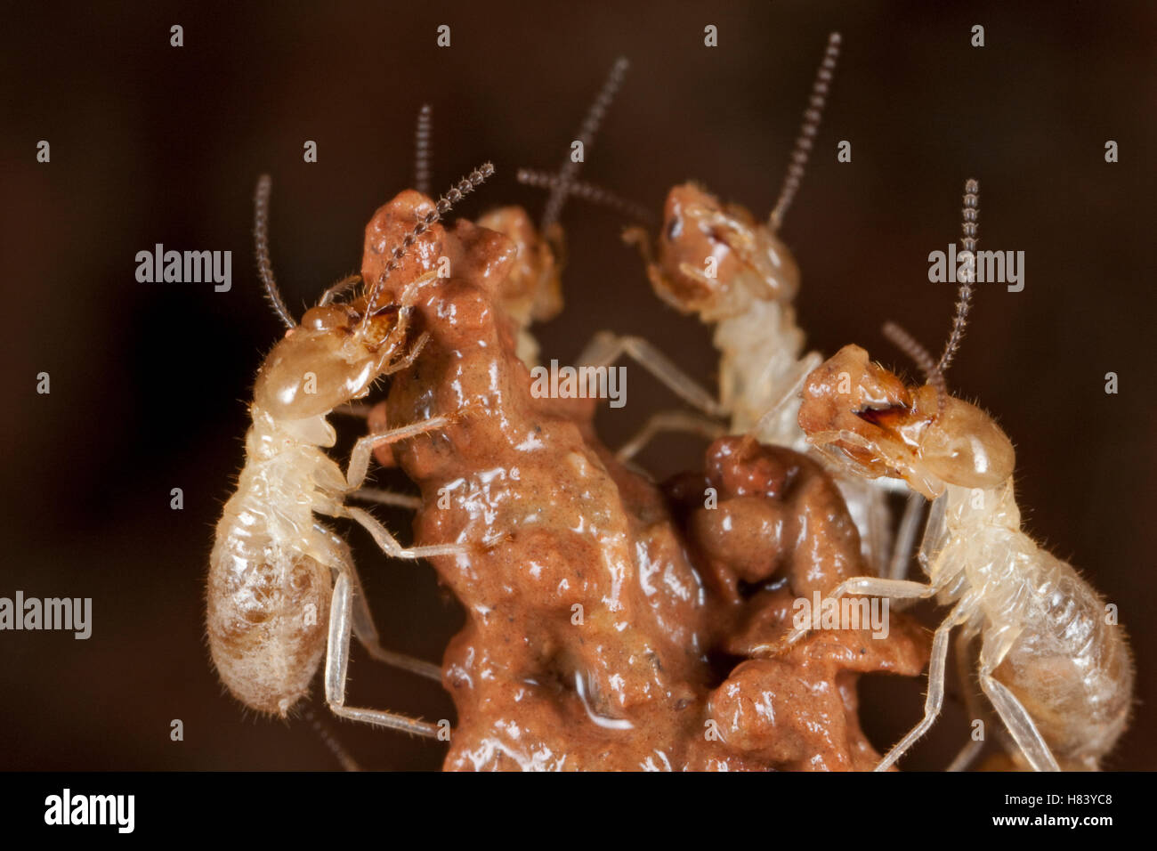 Termite (Macrotermes bellicosus) workers building nest, Africa Stock ...