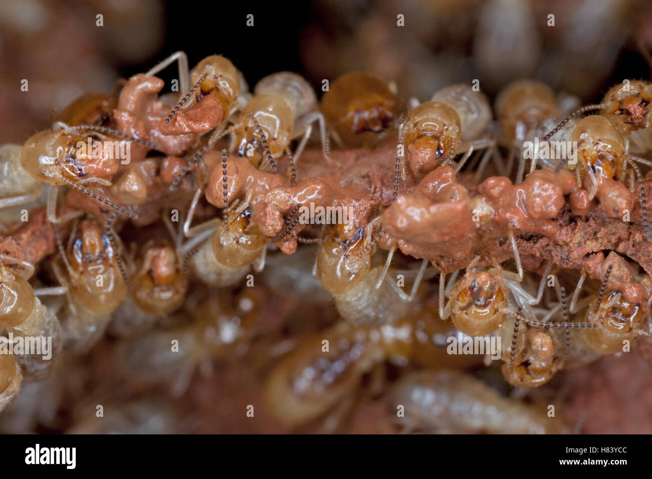 Termite (Macrotermes bellicosus) workers building nest, Africa Stock ...