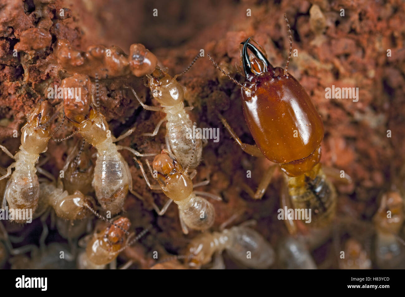 Termite (Macrotermes bellicosus) workers building nest being guarded by ...