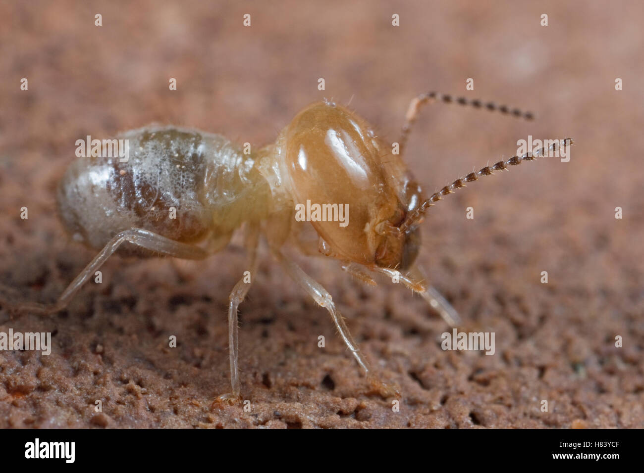 Termite (Macrotermes bellicosus) worker, Africa Stock Photo - Alamy