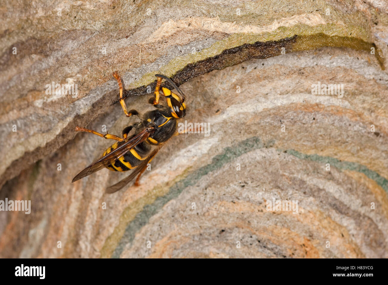 Median Wasp (Dolichovespula media) building nest, Hessen, Germany Stock ...