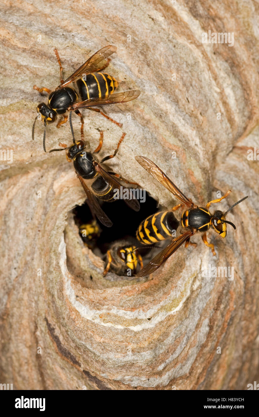 Median Wasp (Dolichovespula media) at nest entrance, Hessen, Germany ...