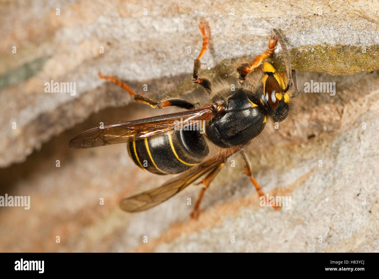 Median Wasp (Dolichovespula media) building nest, Hessen, Germany Stock ...