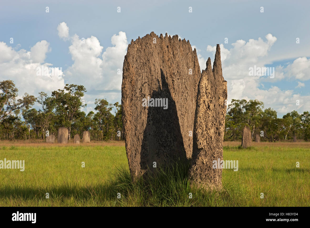 Magnetic Termite (Amitermes meridionalis) mounds in grassland ...