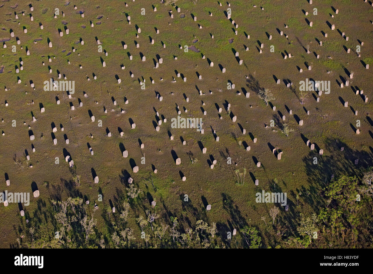 Magnetic Termite (Amitermes meridionalis) mounds in grassland ...