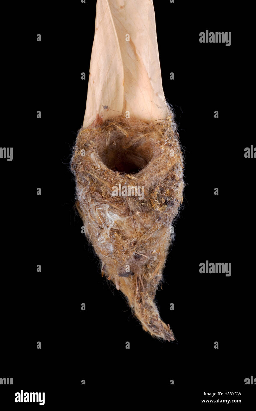Steely-vented Hummingbird (Amazilia saucerrottei) nest, Senckenberg ...