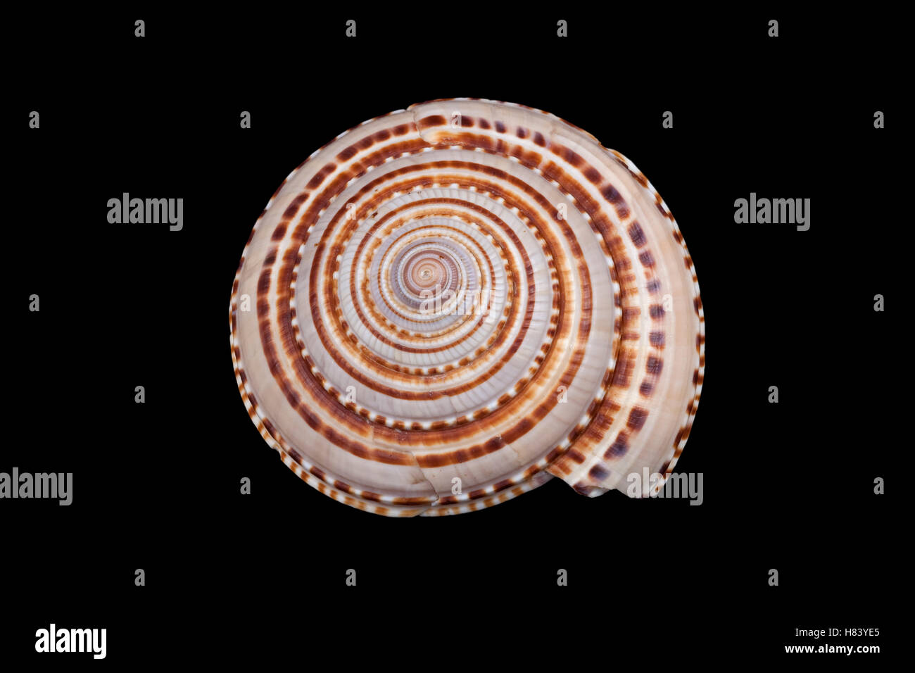 Giant Sundial (Architectonica maxima), Meeresmuseum Ozeania, Riedenburg ...