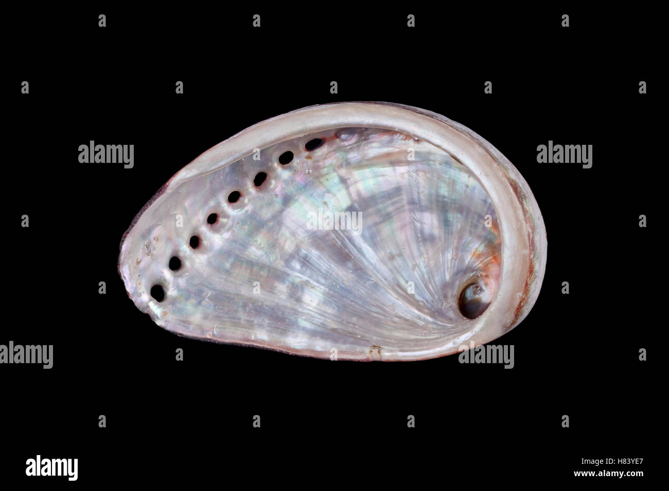 Blood-spotted Abalone (Haliotis spadicea) shell, Meeresmuseum Ozeania ...