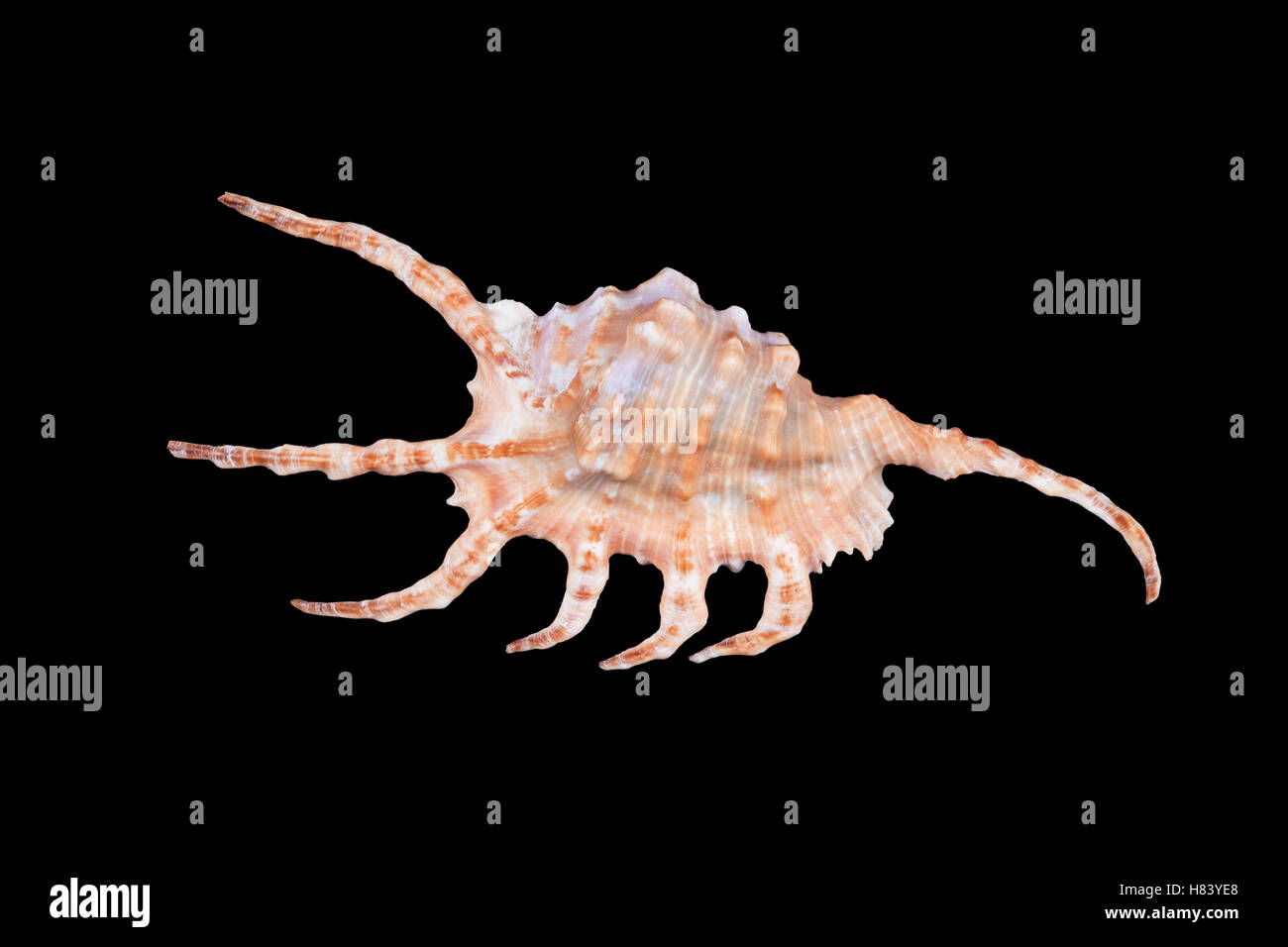 Scorpion Conch (Lambis scorpius), Meeresmuseum Ozeania, Riedenburg ...