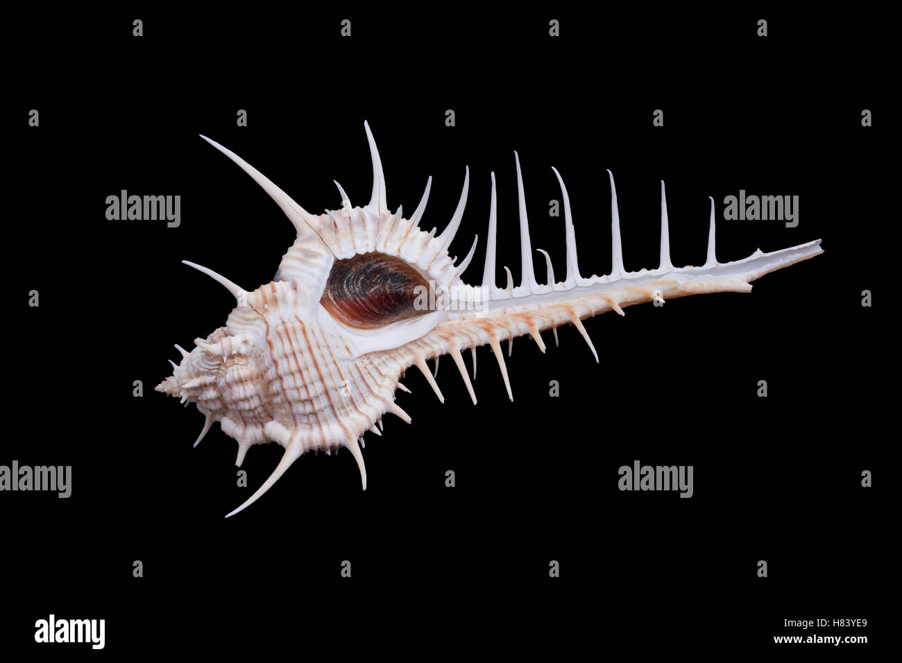 Venus Comb Murex (Murex pecten), Meeresmuseum Ozeania, Riedenburg ...